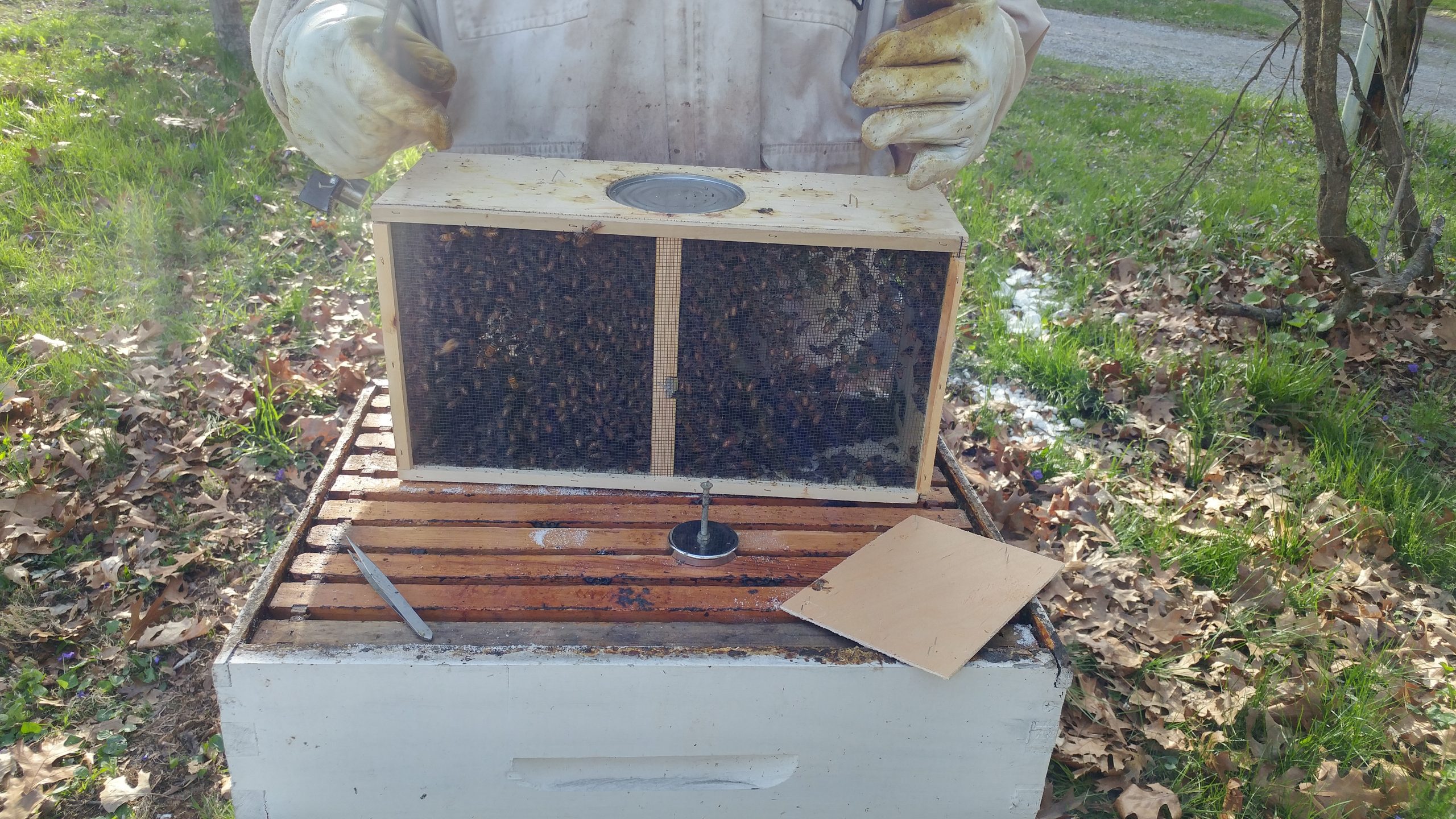 Package Bee Installation and Care